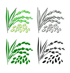 Rice plant Royalty Free Vector Image - VectorStock