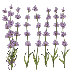 Lavender Sprig Vector Images (26)