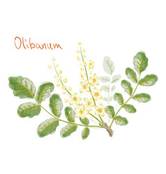 Frankincense Vector Images (over 410)