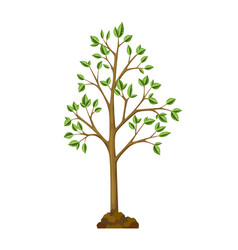 Tree concept Royalty Free Vector Image - VectorStock
