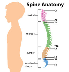 Anatomy spine or spinal curves infographic Vector Image