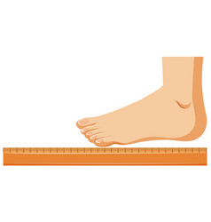 Measuring foot size Royalty Free Vector Image - VectorStock