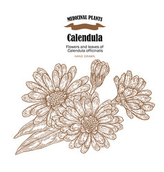 Calendula plant flowers ans leaves Royalty Free Vector Image