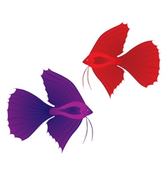 Betta small colorful freshwater ray-finned fish Vector Image