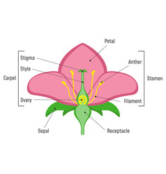Structure stamen and carpel flower part Royalty Free Vector