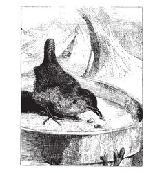 Bird Eating Vector Images (over 7,700)