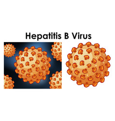 Diagram showing hepatitis b virus Royalty Free Vector Image