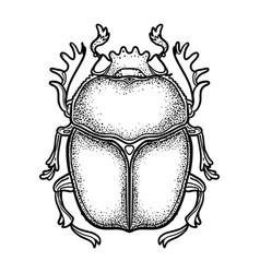 Scarabaeus sacer dung beetle sacred symbol Vector Image