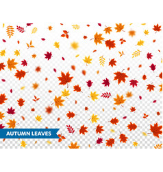 Autumn falling leaves nature background with red Vector Image