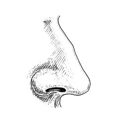 Front profile human nose realistic isolated 3d Vector Image