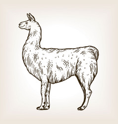 Cute outline doodle llama with hand drawn elements