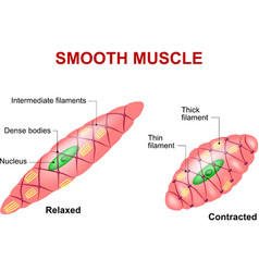 Smooth muscle Royalty Free Vector Image - VectorStock
