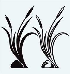 Reed Royalty Free Vector Image - VectorStock