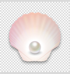 Realistic beautiful natural open sea pearl shell Vector Image