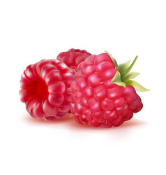 Realistic red raspberries with green leaves Vector Image