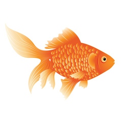 Gold Fish Royalty Free Vector Image - VectorStock