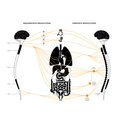 Autonomic nervous system Royalty Free Vector Image