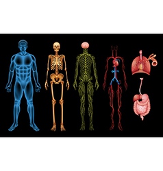 Medical anatomy poster with human body systems Vector Image