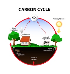 Water cycle Royalty Free Vector Image - VectorStock
