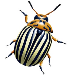 Potato bug Royalty Free Vector Image - VectorStock