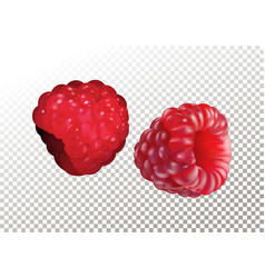 Realistic red raspberries with green leaves Vector Image