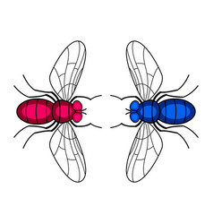Two fly insects Royalty Free Vector Image - VectorStock
