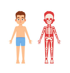Children anatomy educational body organs chart Vector Image