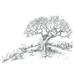 Old olive tree Royalty Free Vector Image - VectorStock