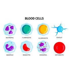 Blood cells set Royalty Free Vector Image - VectorStock