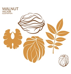 Walnut set Royalty Free Vector Image - VectorStock