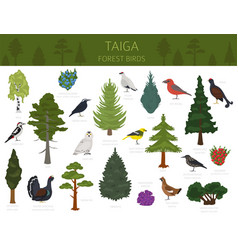 Taiga biome boreal snow forest terrestrial Vector Image