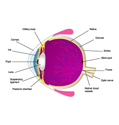 Realistic eye anatomy infographics Royalty Free Vector Image