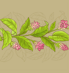 Turmeric tea Royalty Free Vector Image - VectorStock