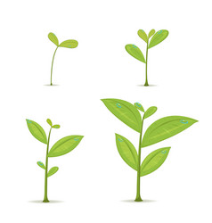 Parts of a plant Royalty Free Vector Image - VectorStock