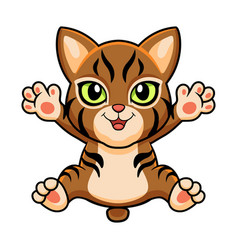 Cute pixie bob cat cartoon Royalty Free Vector Image