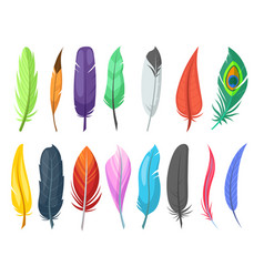 Colored bird feathers isolated on the alpha Vector Image