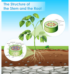 Diagram showing structure stem and root Royalty Free Vector