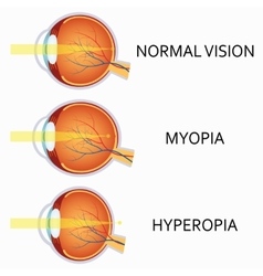 The human eye optical system Royalty Free Vector Image