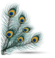 Fire burning peacock feather with black background