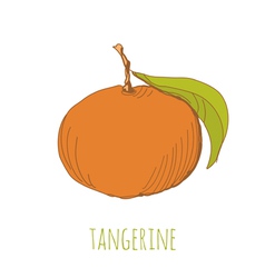 Tangerine Royalty Free Vector Image - VectorStock