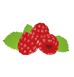 Raspberry berry cartoon Royalty Free Vector Image