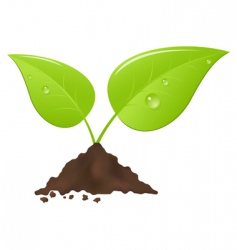 Young tree Royalty Free Vector Image - VectorStock