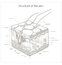 Realistic skin structure Royalty Free Vector Image