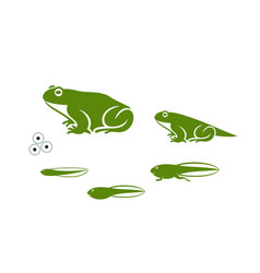 Frog life cycle egg masses tadpole froglet Vector Image