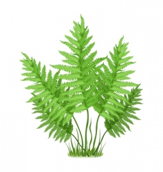 Fern Royalty Free Vector Image - VectorStock