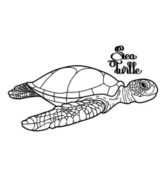 Hawksbill sea turtle collection Royalty Free Vector Image