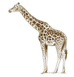 Engraving drawing giraffe Royalty Free Vector Image