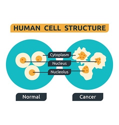Cell anatomy set Royalty Free Vector Image - VectorStock