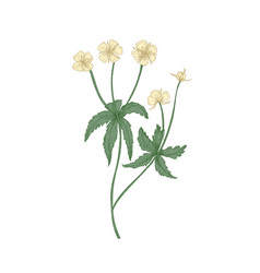 Labrador tea or wild rosemary flowers isolated on Vector Image
