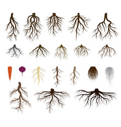 Root system set taproot and Royalty Free Vector Image